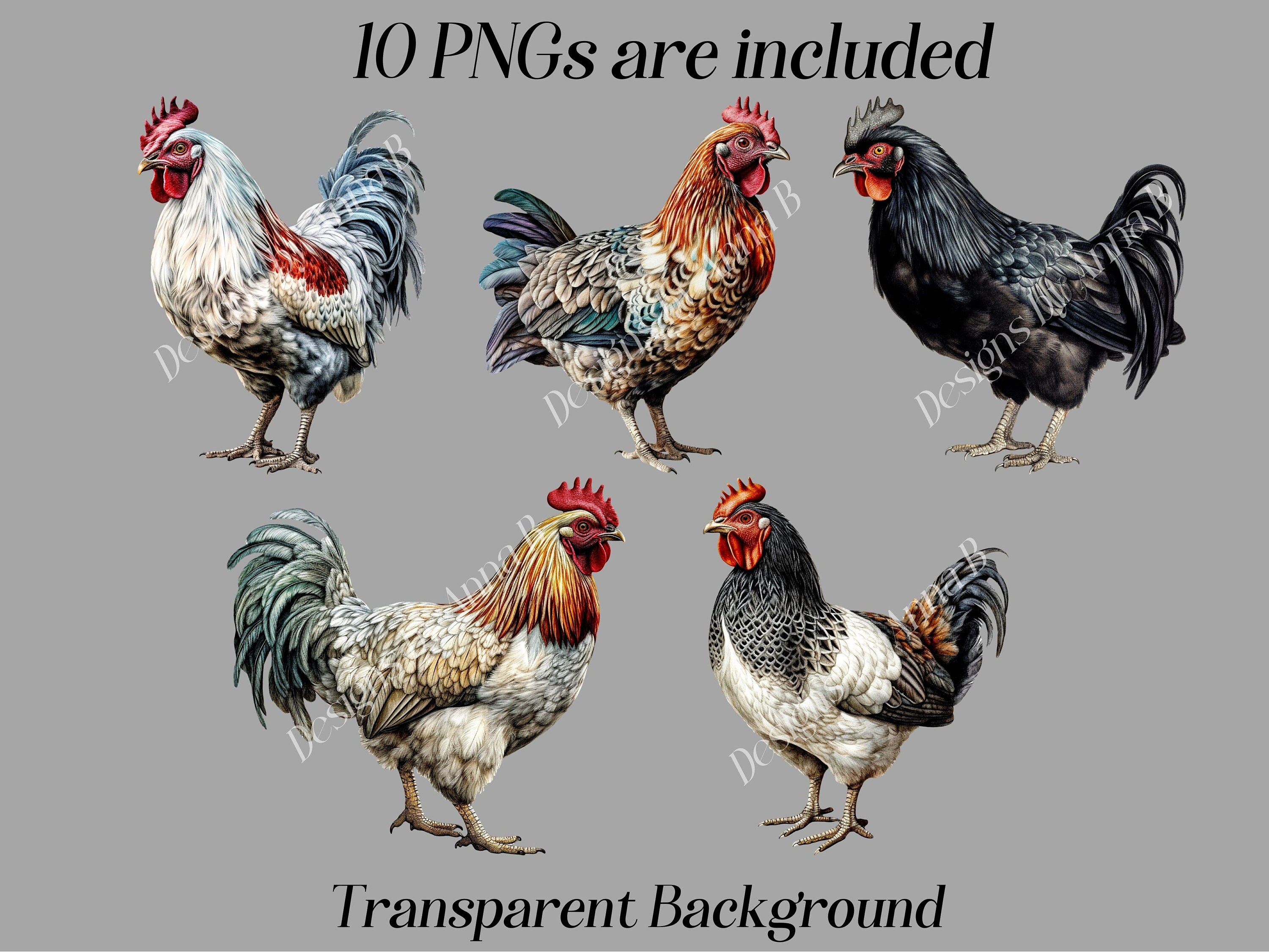 Watercolor Chicken Clipart 10 High Quality JPEG and PNG - Etsy