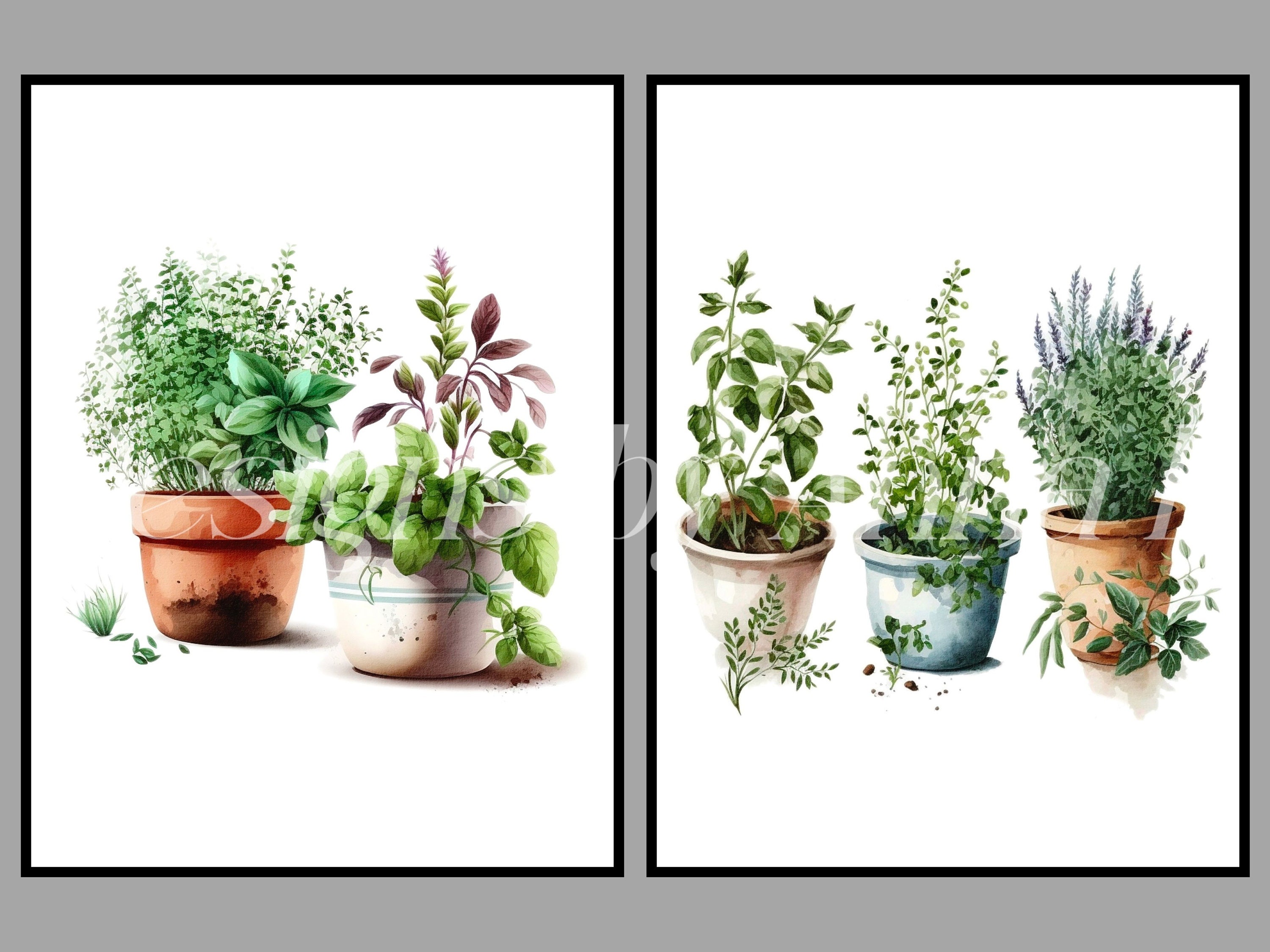Watercolor Herbs Clipart 10 High Quality JPEG and PNG Files - Etsy