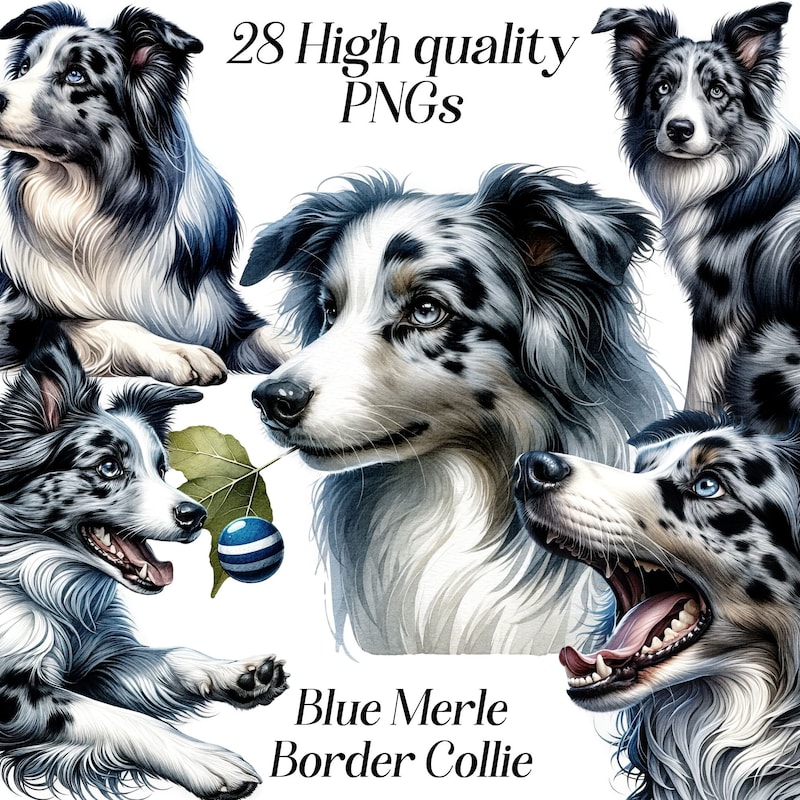 Blue Merle - Etsy