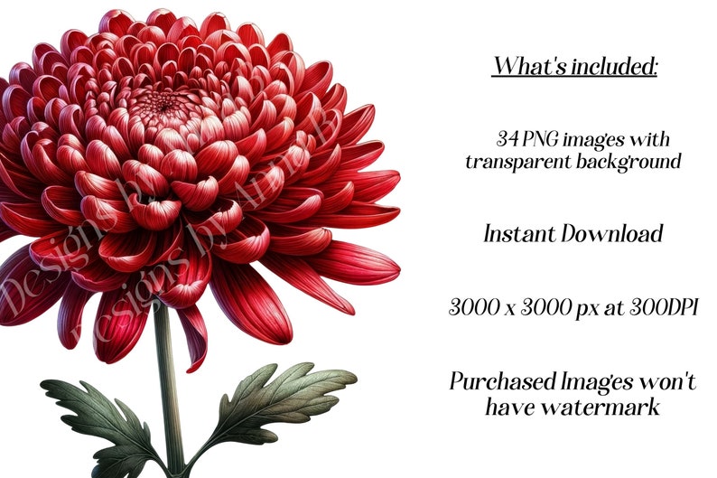 Watercolor Red Flowers Clipart: 34 PNG Floral Illustrations (digital ...