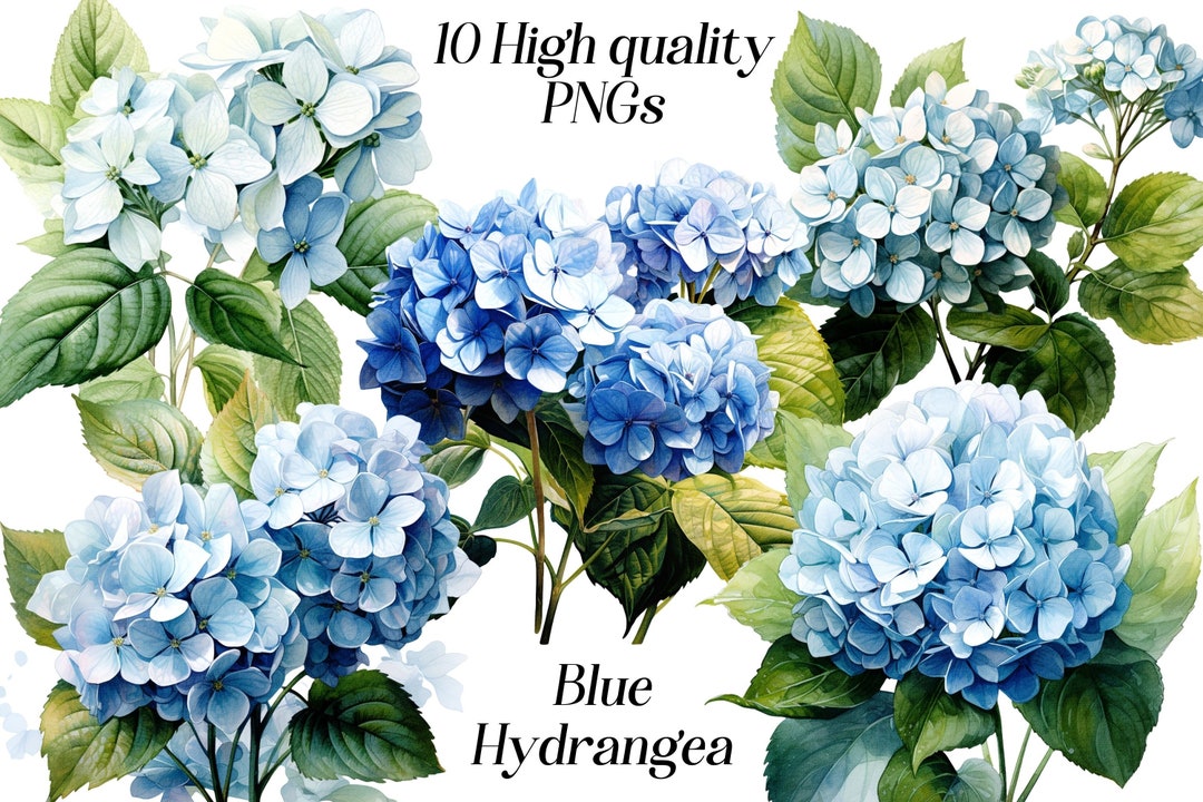 Watercolor Blue Hydrangea Clipart: Floral Illustration PNG Files ...