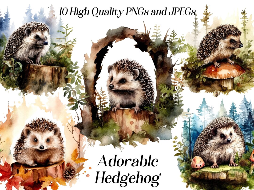 Watercolor Hedgehog Clipart, Cute Hedgehog, Woodland Animals, Forest ...