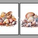 Watercolor Seashells Clipart, 10 High Quality JPEG and PNG Files ...
