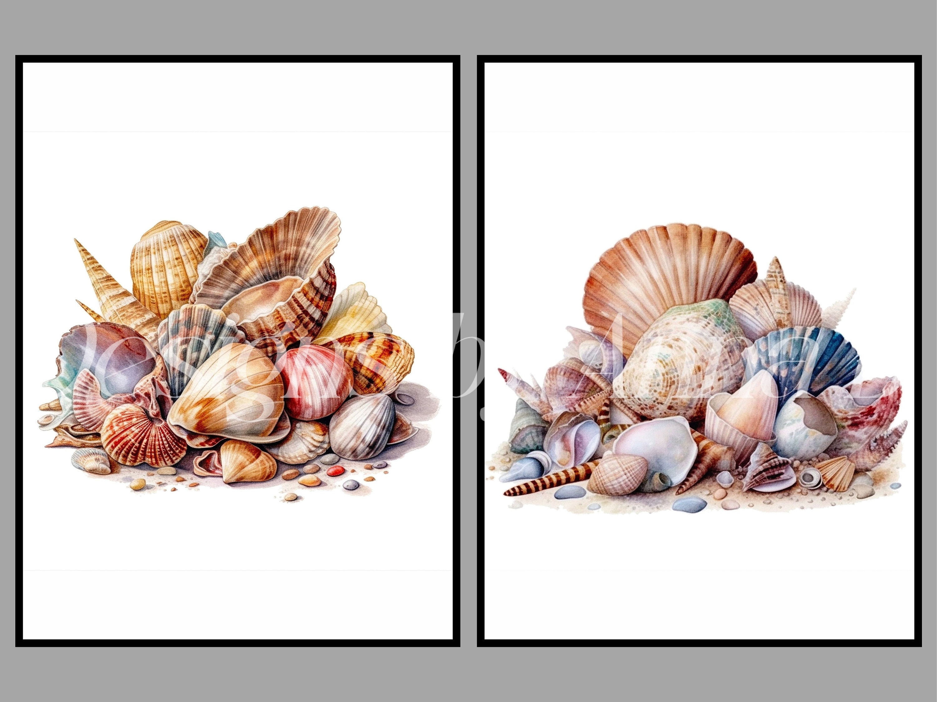 Watercolor Seashells Clipart 10 High Quality JPEG and PNG - Etsy