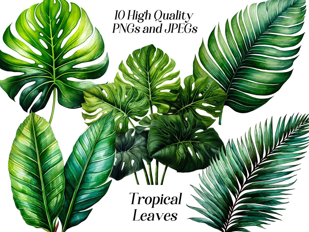 Watercolor Tropical Leaves Clipart, 10 High Quality JPEG and PNG Files ...