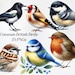 British Birds Clipart: UK Garden Birds PNG Set (digital Download) - Etsy
