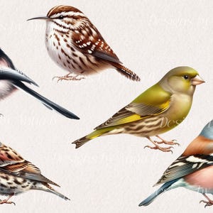 Common British Birds Clipart - UK Birds PNG Set, Hand-drawn Garden ...