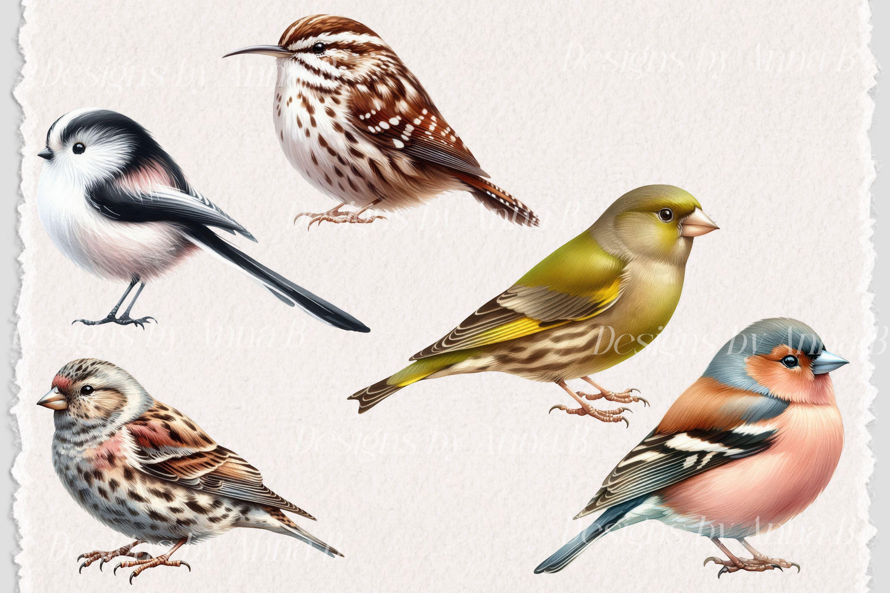 British Birds Clipart: UK Garden Birds PNG Set (digital Download) - Etsy