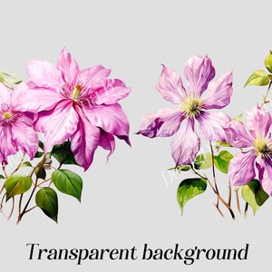 Watercolor Clematis Clipart: Floral PNG Files (300 DPI) - Etsy