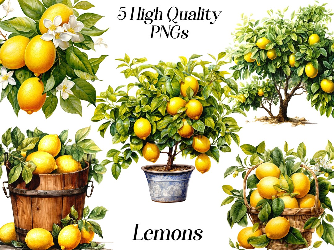 Watercolor Lemons Clipart, Lemon Clip Art, Png, Citrus Fruit ...
