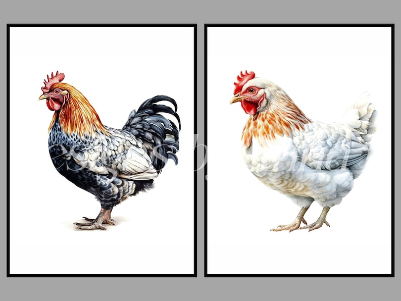 Watercolor Chicken Clipart 10 High Quality JPEG and PNG - Etsy