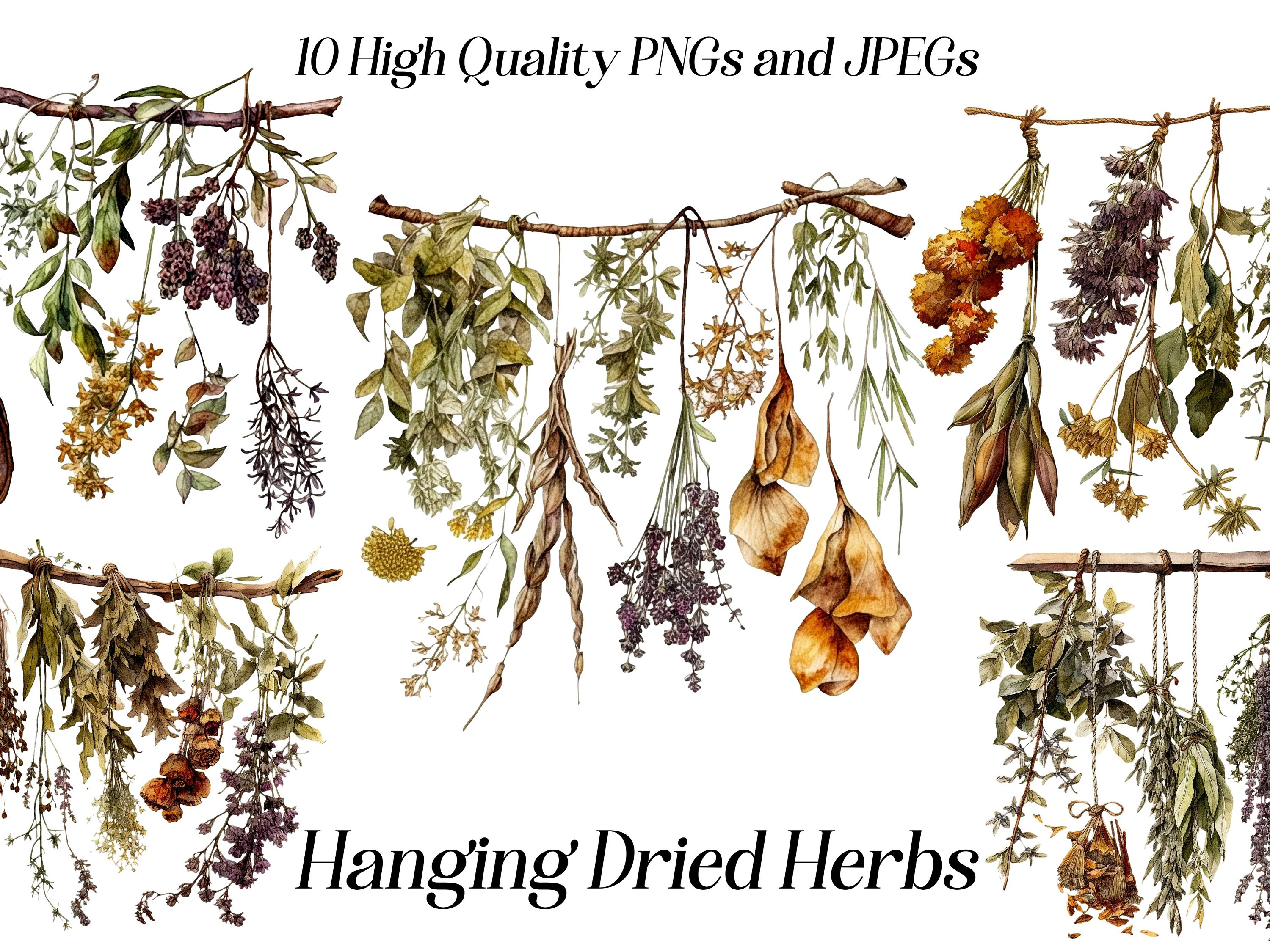 Watercolor Dried Herbs Clipart 10 High Quality JPEG and PNG - Etsy