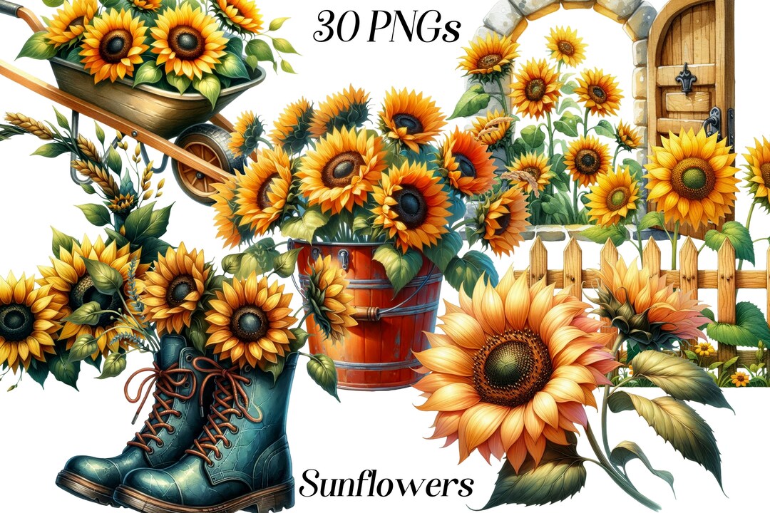 Watercolor Sunflowers Clipart, 30 PNG Files, Summer Flowers, Floral ...