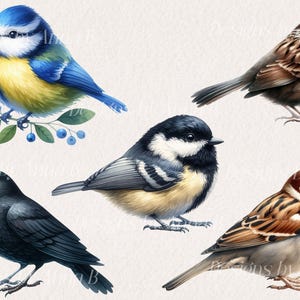 Common British Birds Clipart - UK Birds PNG Set, Hand-drawn Garden ...