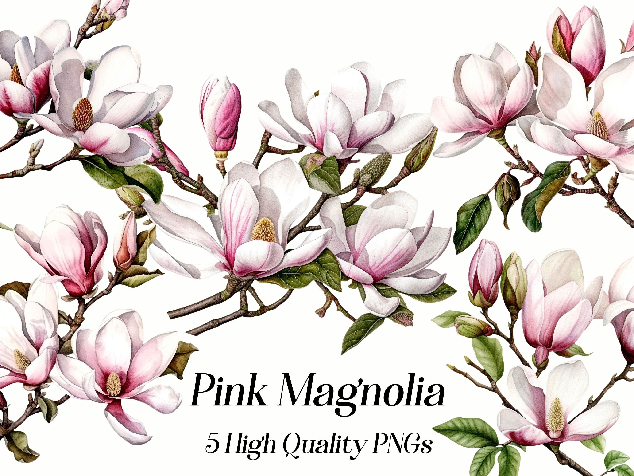Steel Magnolia Clipart