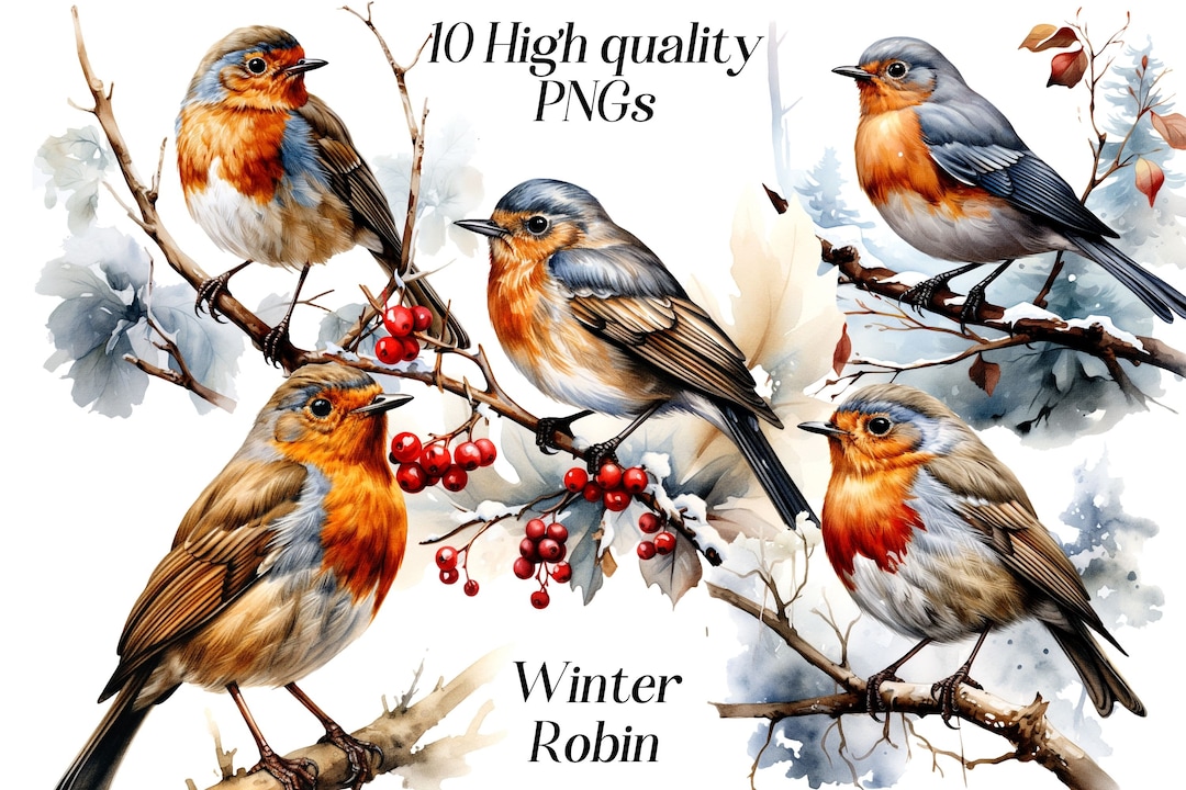 Watercolor Winter Robin Clipart, 10 High Quality PNG Files, Christmas ...