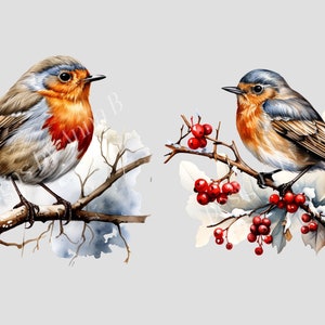 Watercolor Winter Robin Clipart, 10 High Quality PNG Files, Christmas ...