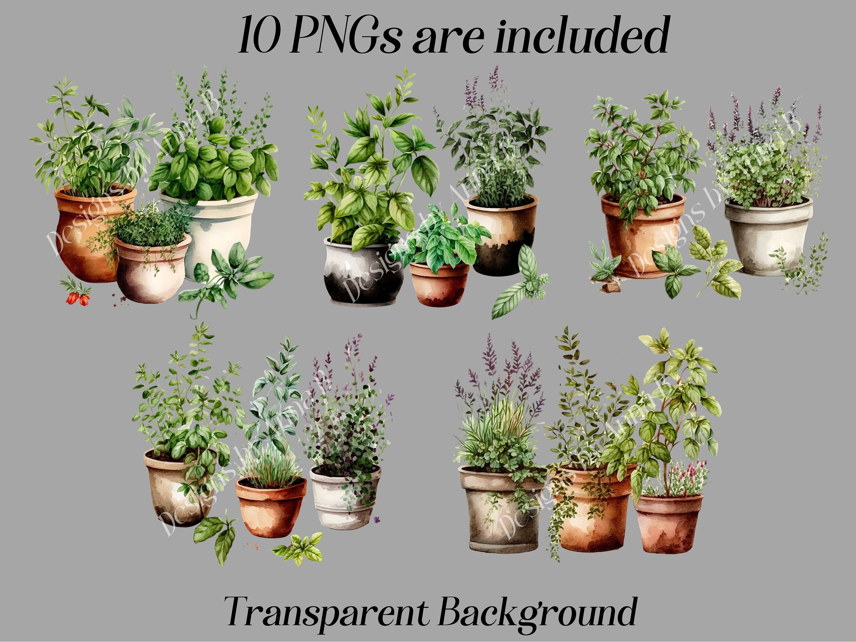 Watercolor Herbs Clipart 10 High Quality JPEG and PNG Files - Etsy UK