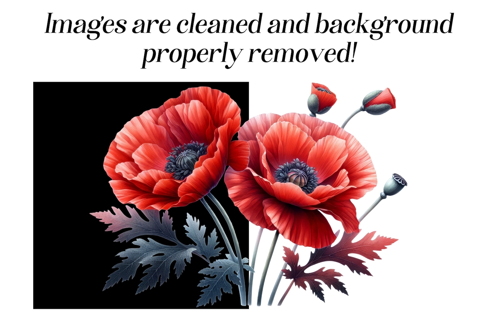 Watercolor Red Poppies Clipart: Floral PNG Set (digital Download) - Etsy