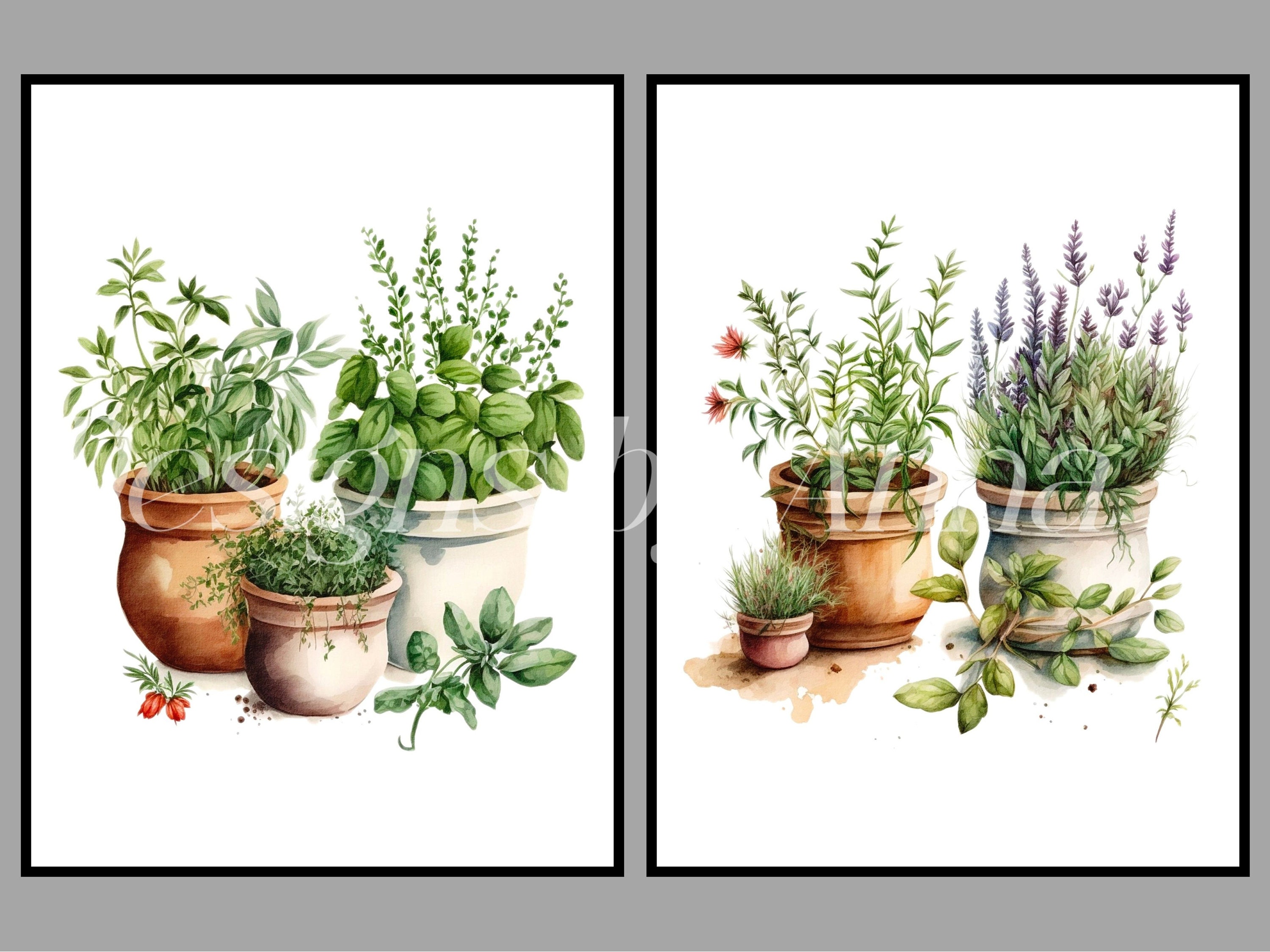 Watercolor Herbs Clipart 10 High Quality JPEG and PNG Files - Etsy UK