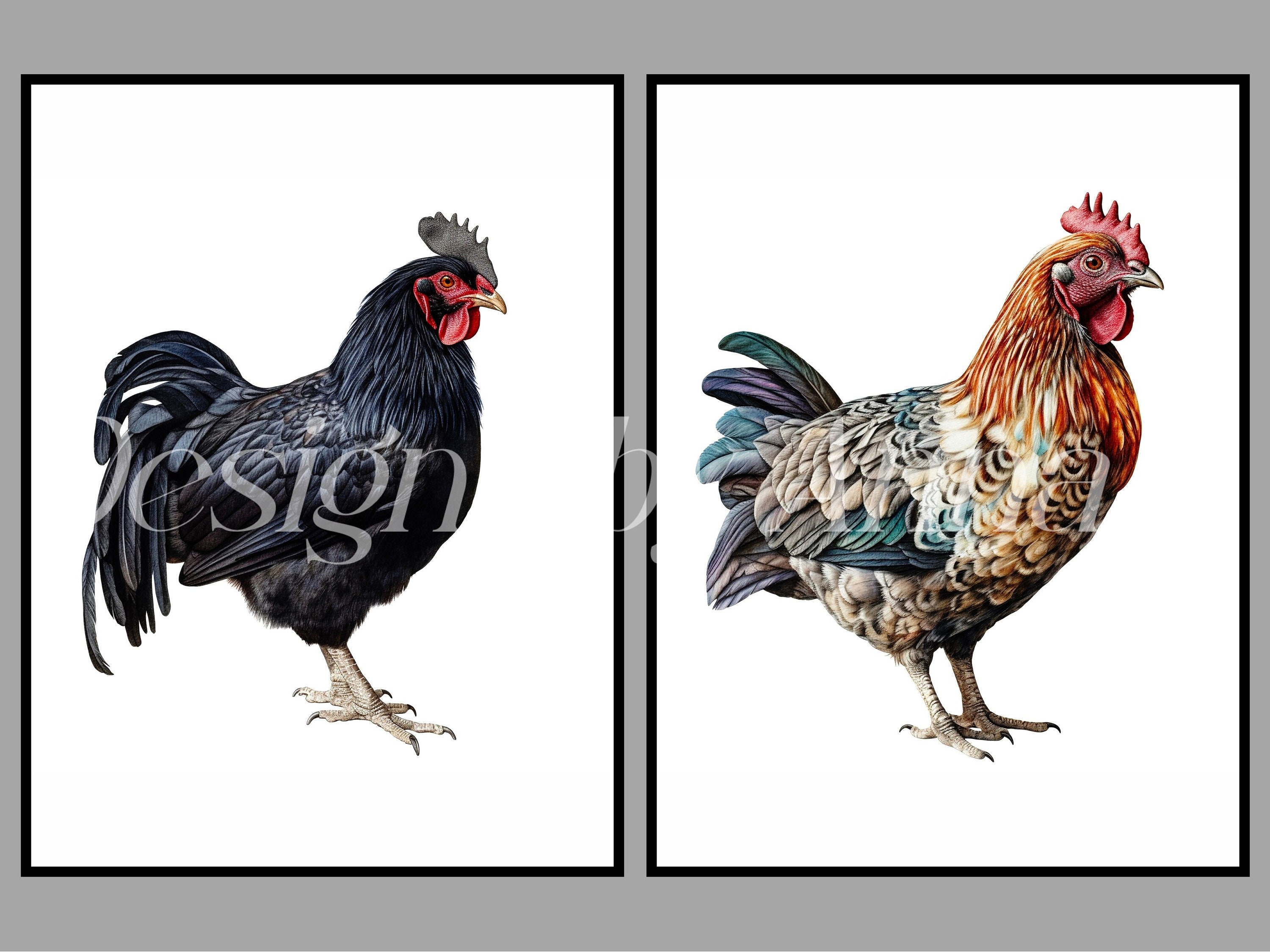 Watercolor Chicken Clipart 10 High Quality JPEG and PNG - Etsy