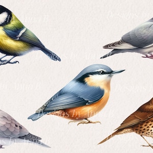 British Birds Clipart: UK Garden Birds PNG Set (digital Download) - Etsy