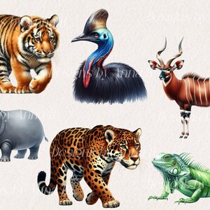 Jungle Animals Clipart - Wild Animals PNG, Safari Animal Art, Tropical ...