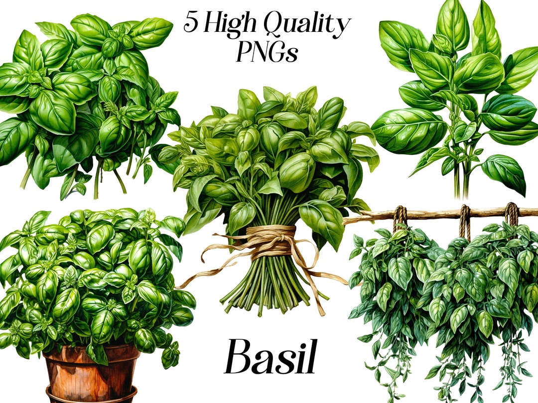 Watercolor Basil Clipart, 5 High Quality PNG Files, Culinary Herbs ...