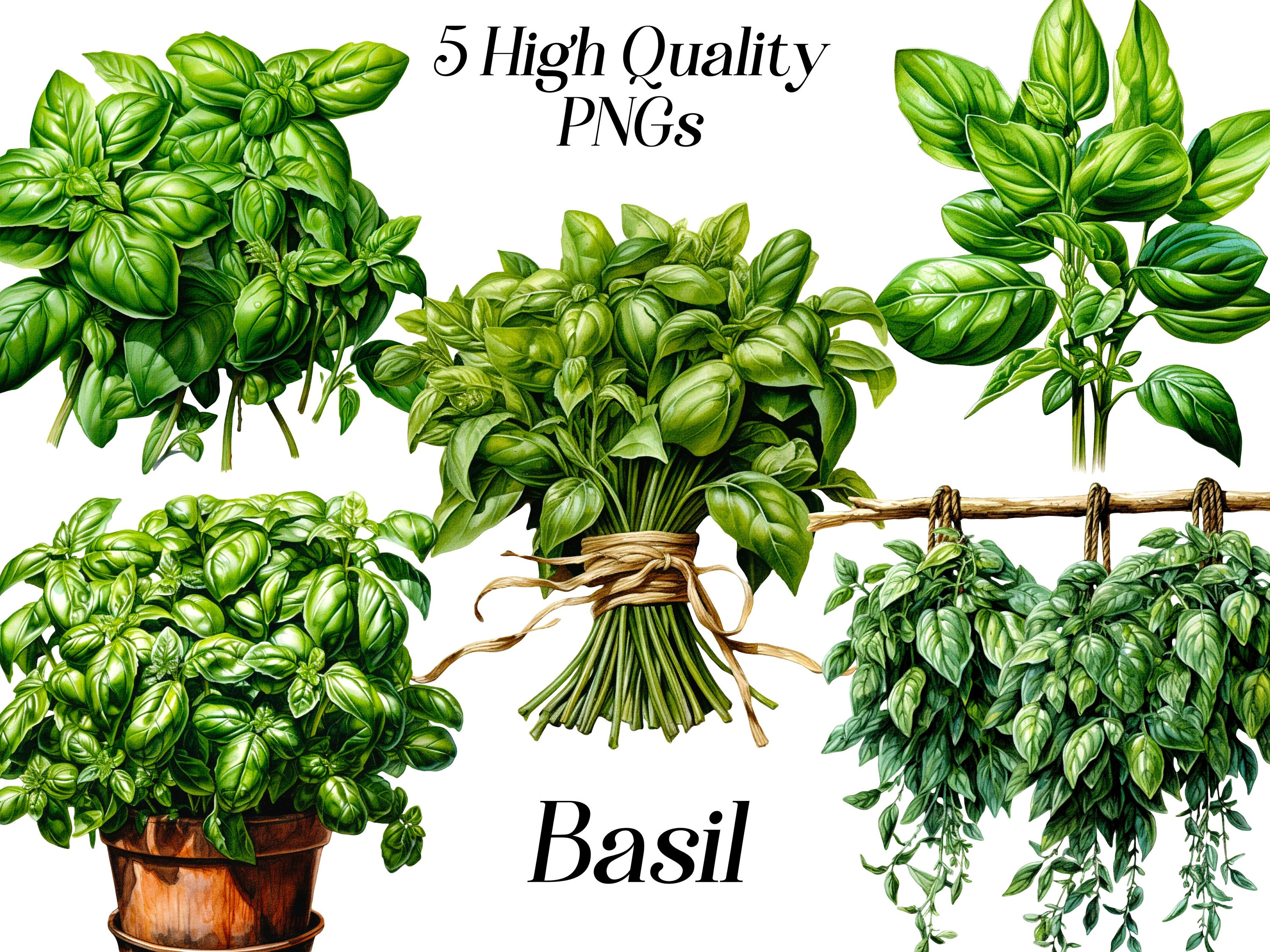 Basil Clipart