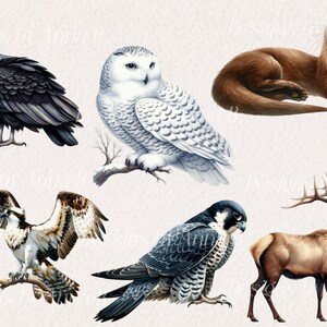 American Wildlife Clipart: USA Animals Illustration Set (digital ...