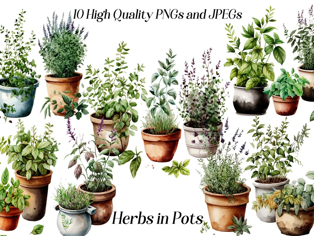 Watercolor Herbs Clipart: Potted Plants Graphics (JPEG, PNG) - Etsy