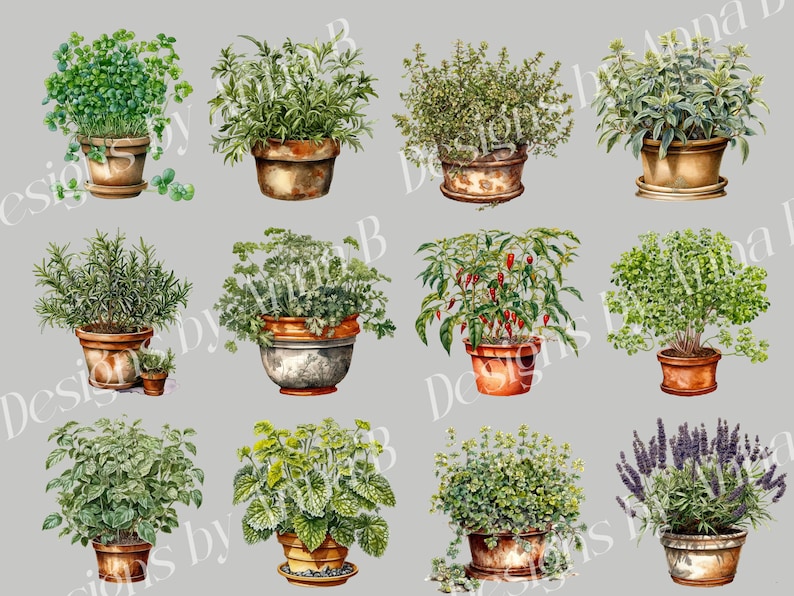 Watercolor Fresh Herbs Clipart 23 High Quality Pngs Herb - Etsy