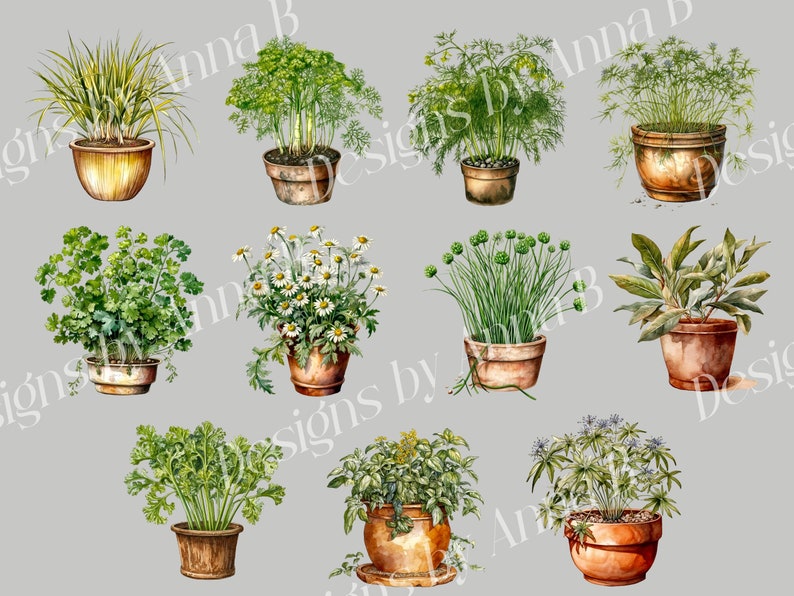 Watercolor Fresh Herbs Clipart 23 High Quality Pngs Herb - Etsy