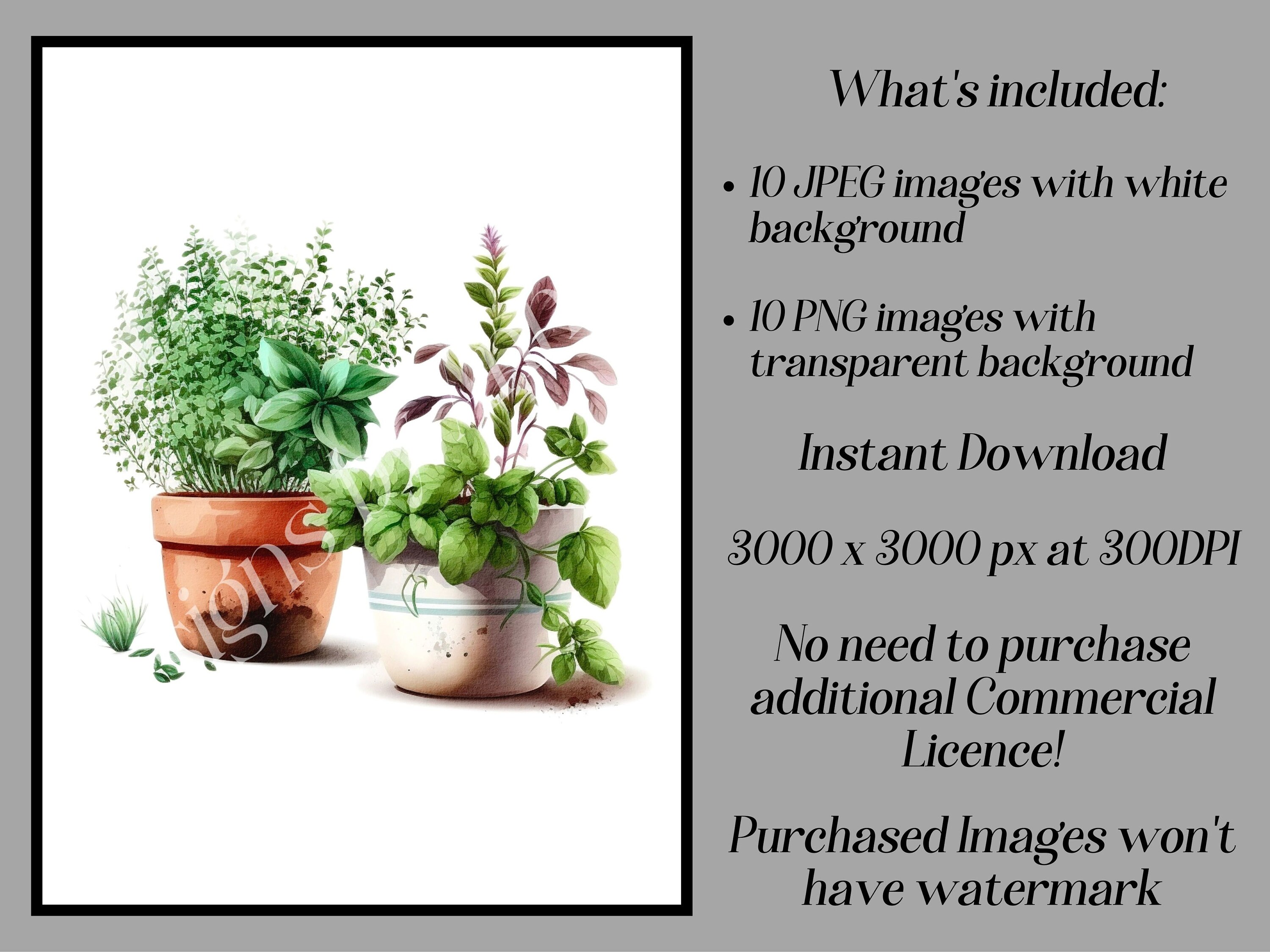 Watercolor Herbs Clipart 10 High Quality JPEG and PNG Files - Etsy