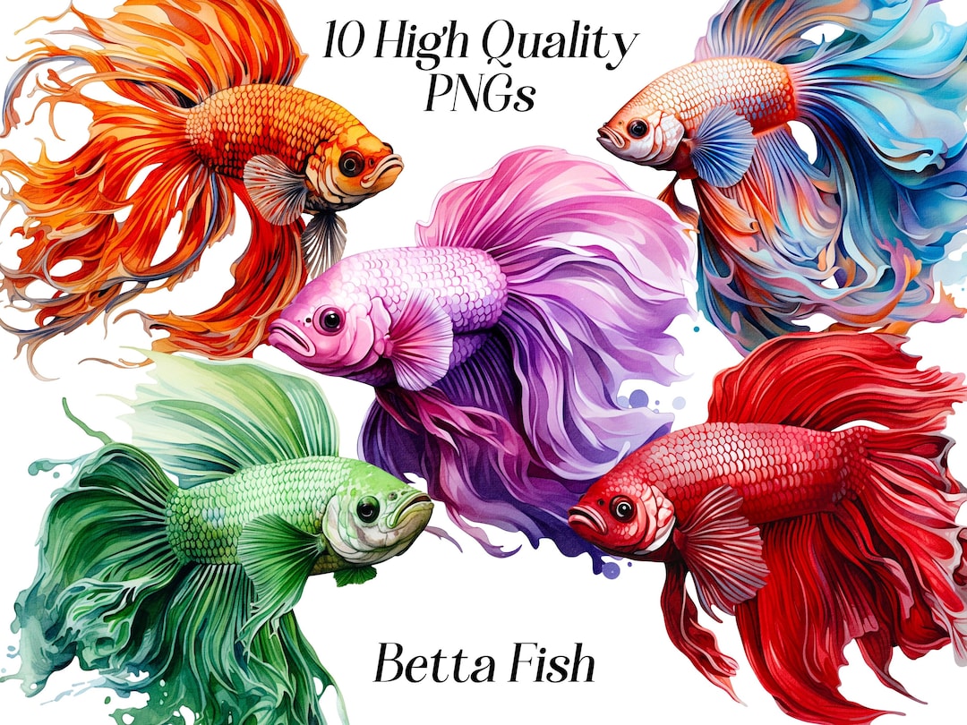 Watercolor Betta Fish Clipart, 10 High Quality PNG Files, Fish Clip Art ...