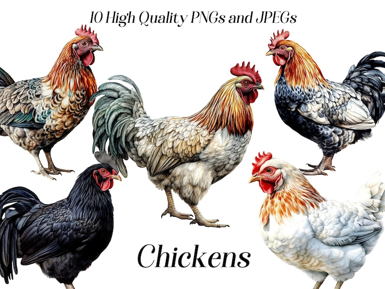 Watercolor Chicken Clipart 10 High Quality JPEG and PNG - Etsy
