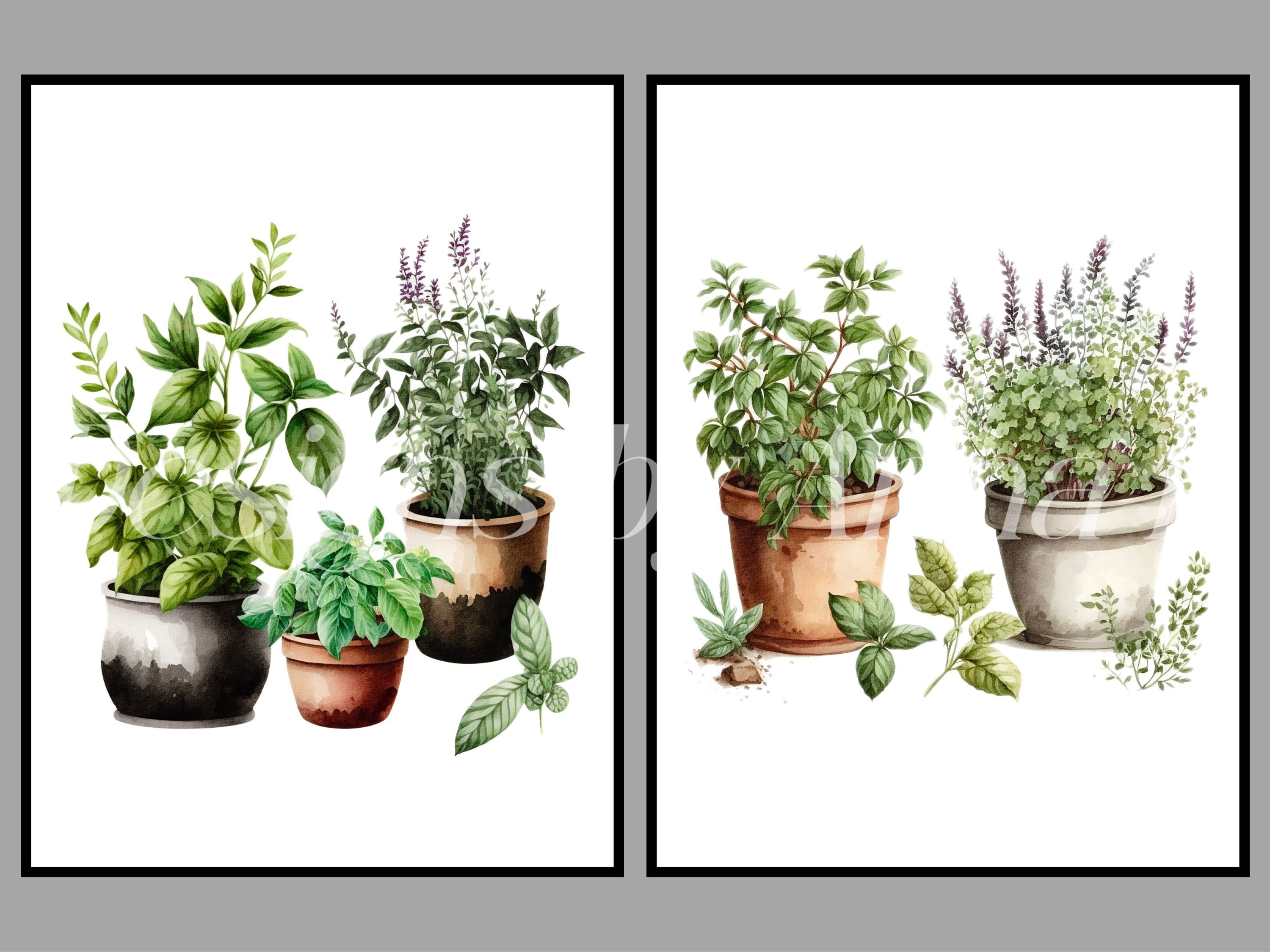 Watercolor Herbs Clipart 10 High Quality JPEG and PNG Files - Etsy UK