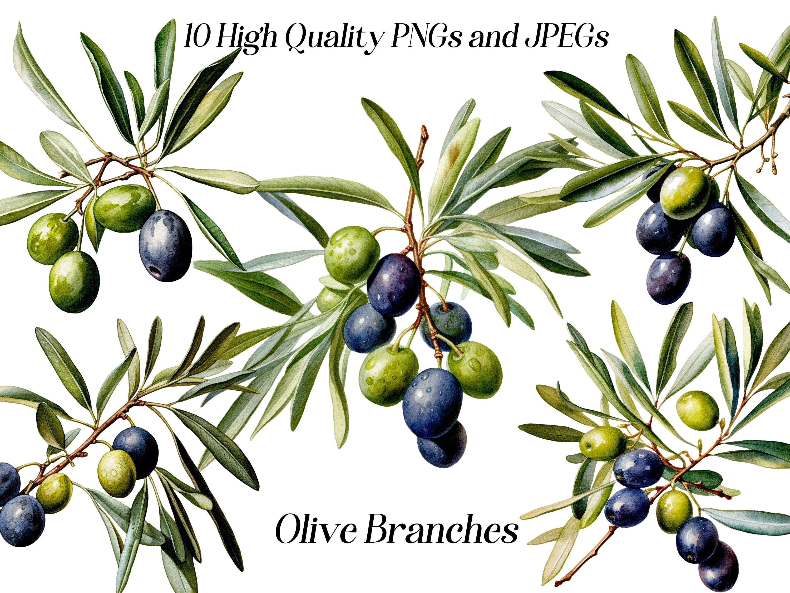 Watercolor Olive Branches Clipart 10 High Quality JPEG and - Etsy