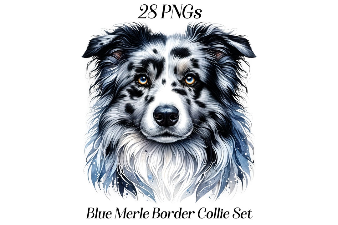 Watercolor Blue Merle Border Collie Clipart, 28 High Quality PNG Files, Dog Clipart, Pet Clipart ...