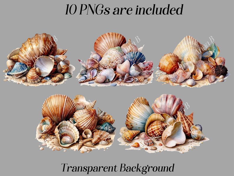 Watercolor Seashells Clipart: Nautical JPEG & PNG Files (digital ...