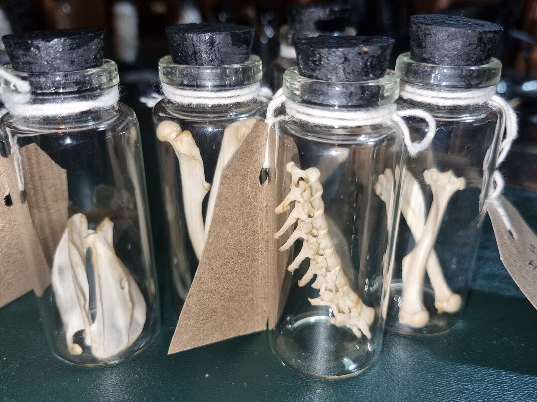 Animal Bone Curio/specimen Jar - Etsy