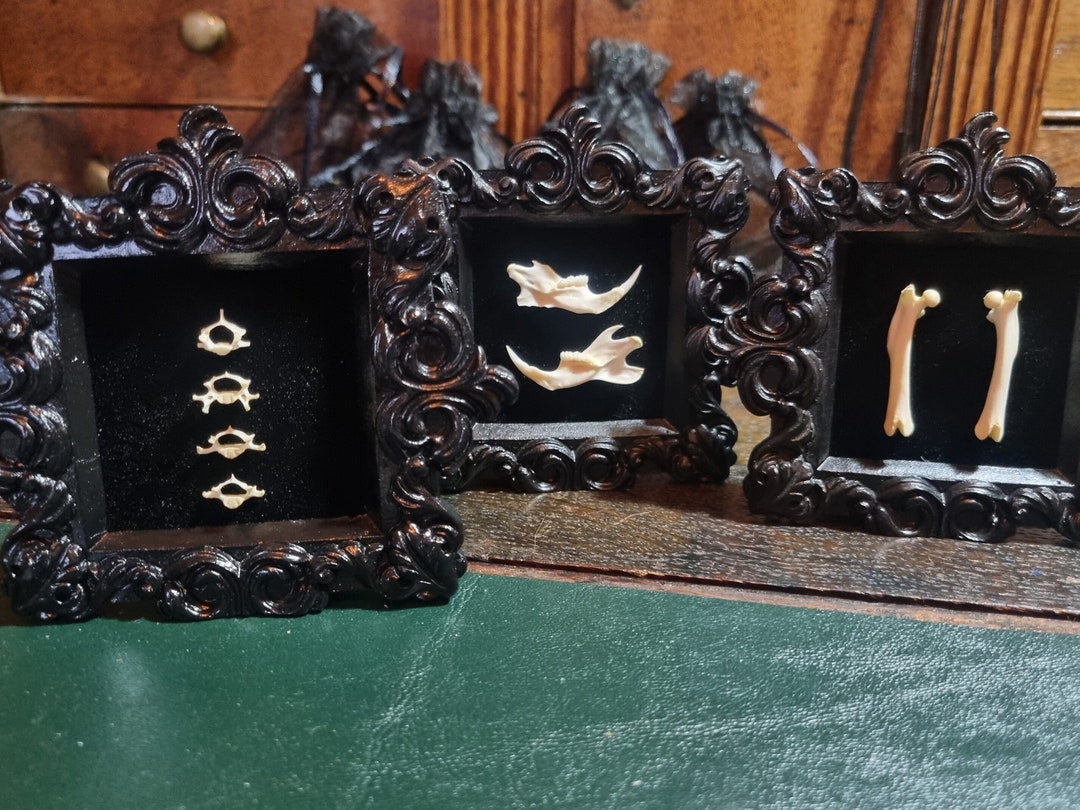Mini Curio Taxidermy Frame - Etsy