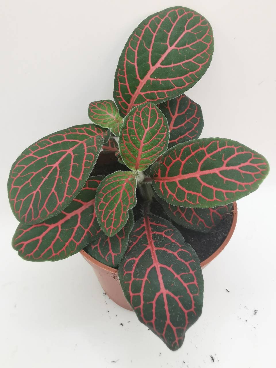 Fittonia Albivenis Red / Red Star Nerve Plant Potted Plant / Household ...
