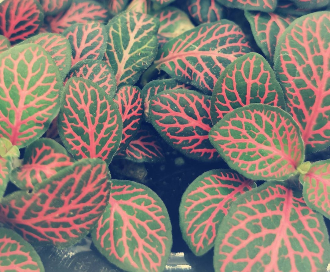 Fittonia Albivenis Red / Red Star Nerve Plant Potted Plant / Household ...
