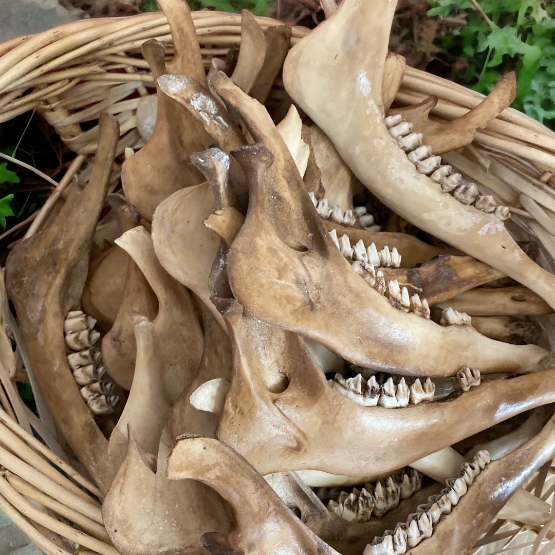 Authentic Deer Jaws Nature's Treasures for Crafts and Decor ONE Deer ...
