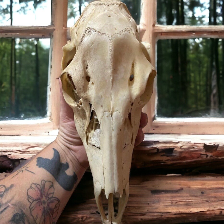Authentic Deer Skull - Striking Natural Decor and Craft Supply ONE deer ...
