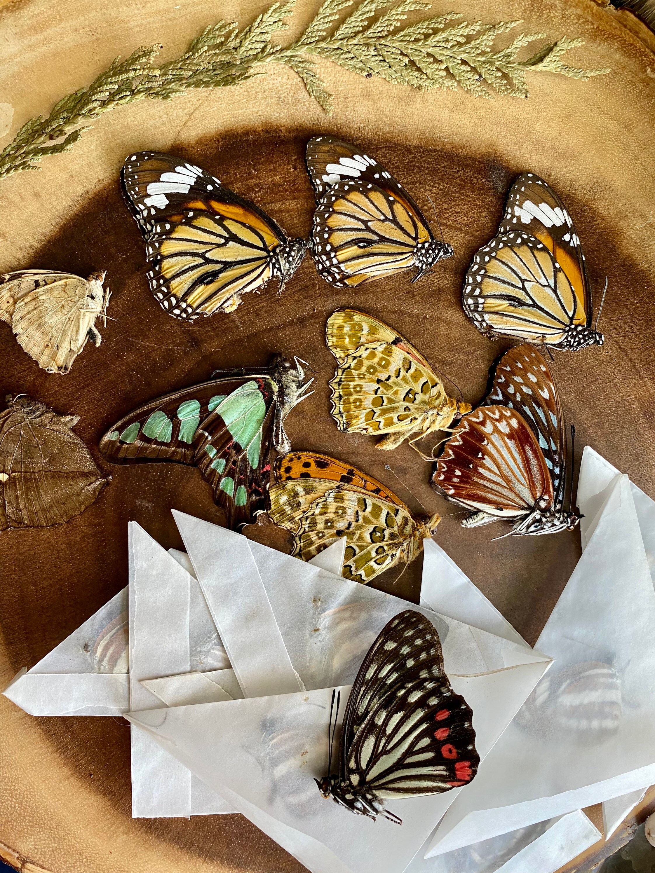 Assorted Taxidermy Butterflies for Pinning - Nature's Living ...