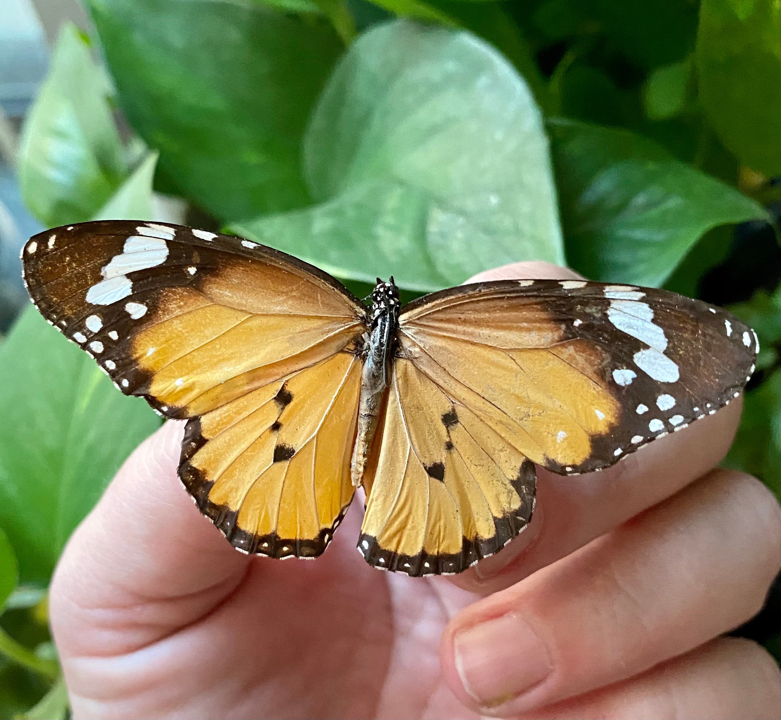 Madagascar Monarch Real Preserved Butterfly - A Window into the Exotic ...