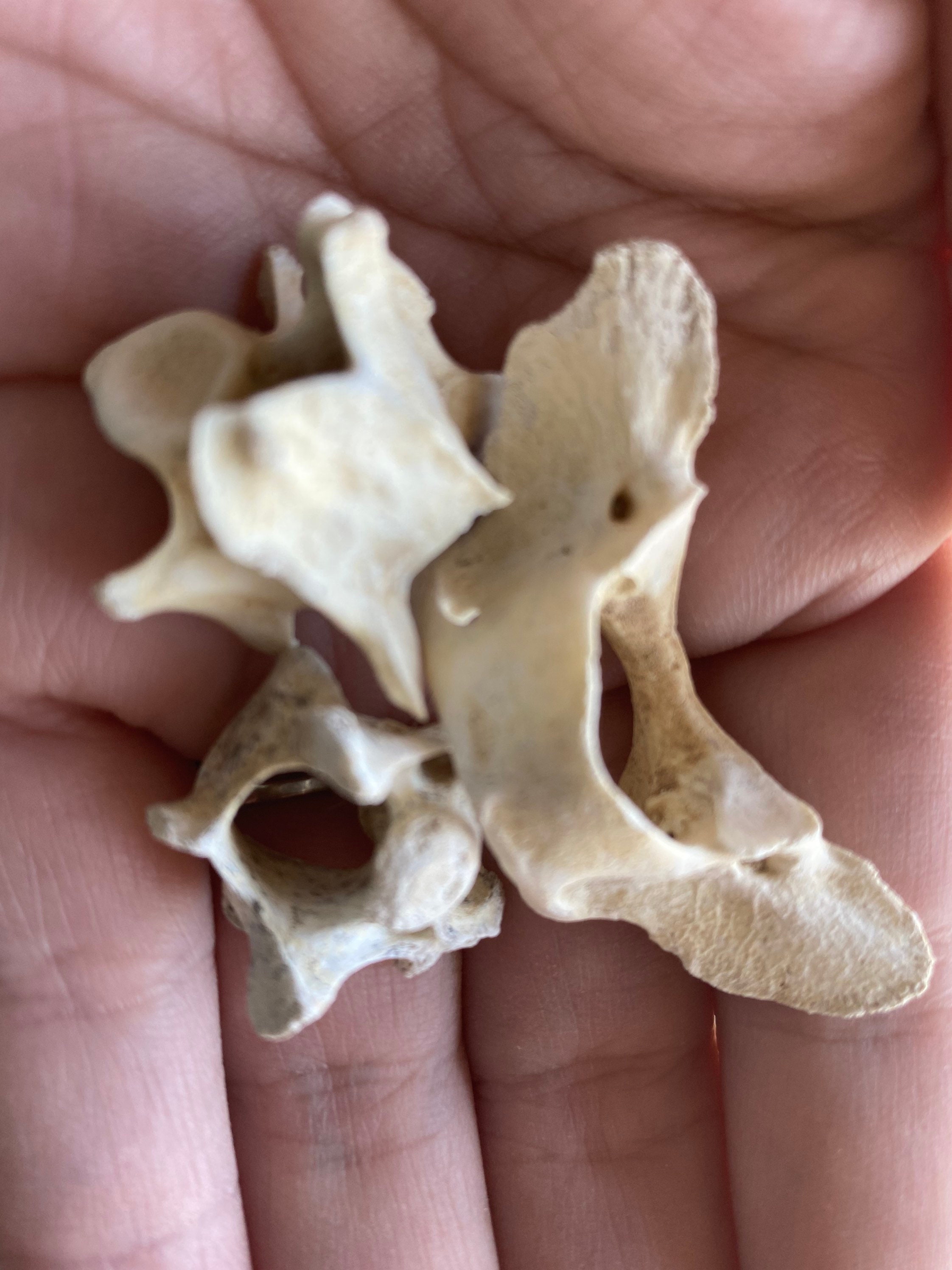 Oddities and Curiosities Mystery Box - Unearth the Peculiar and ...