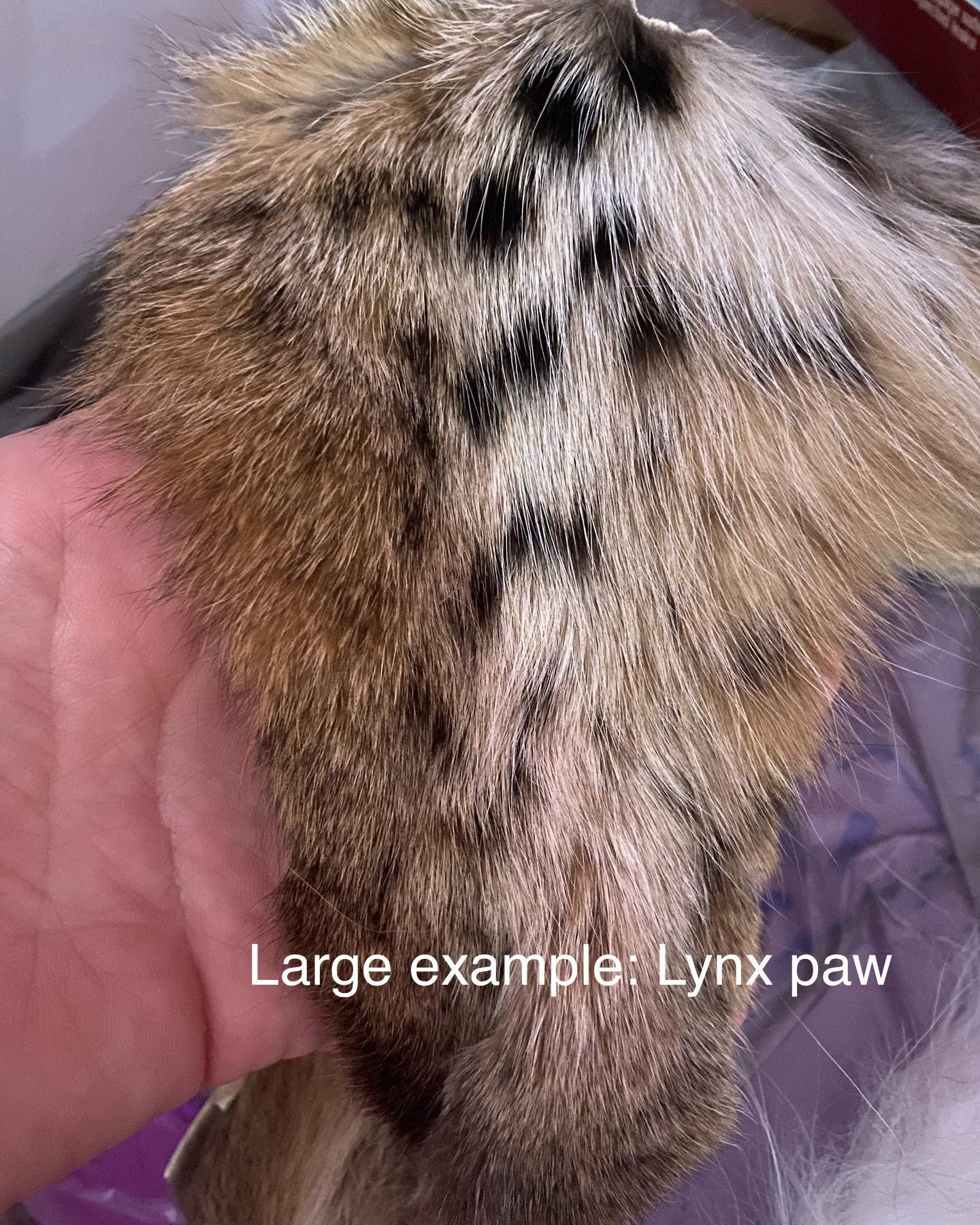 Oddities and Curiosities Mystery Box - Unearth the Peculiar and ...